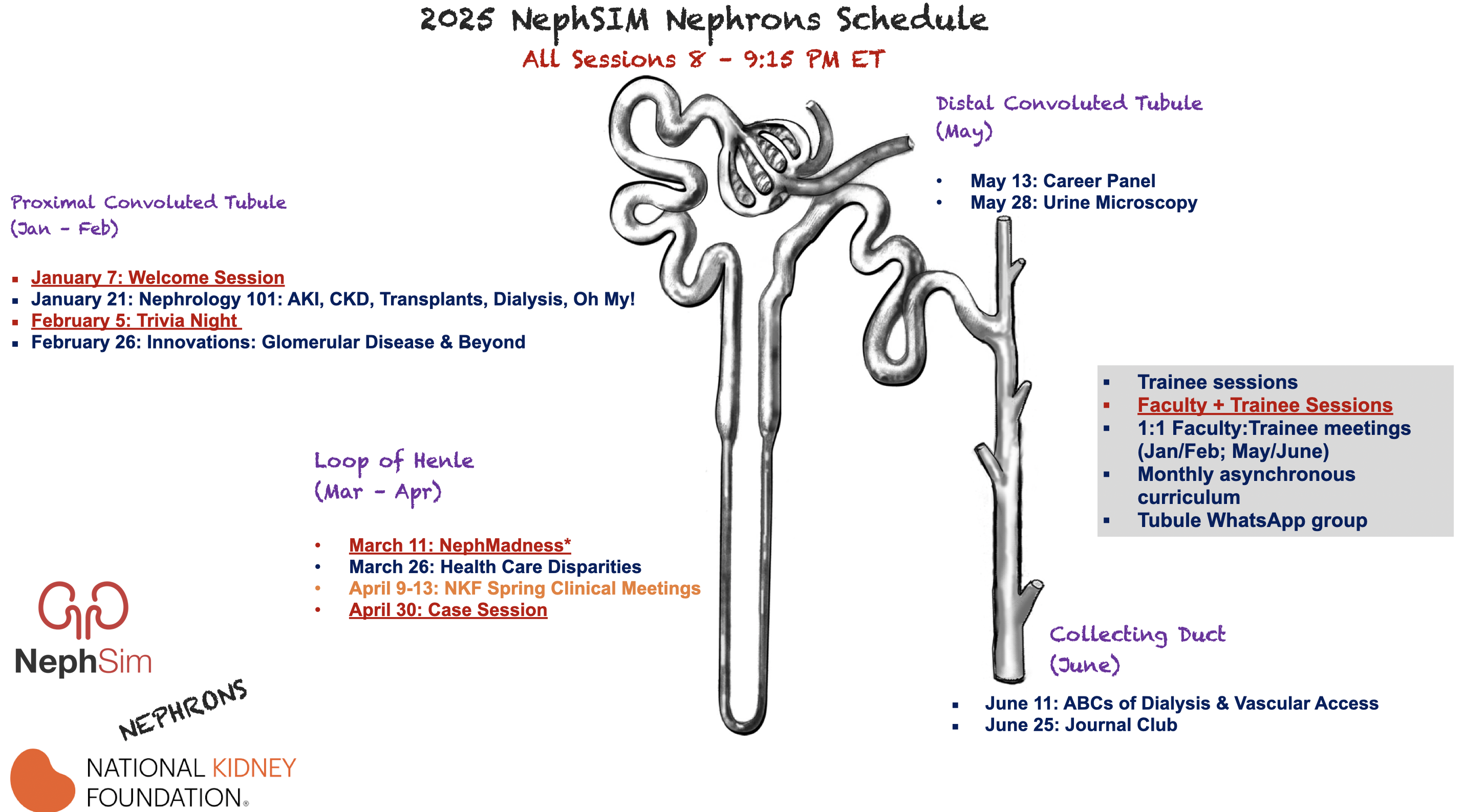 NephSIM Nephrons